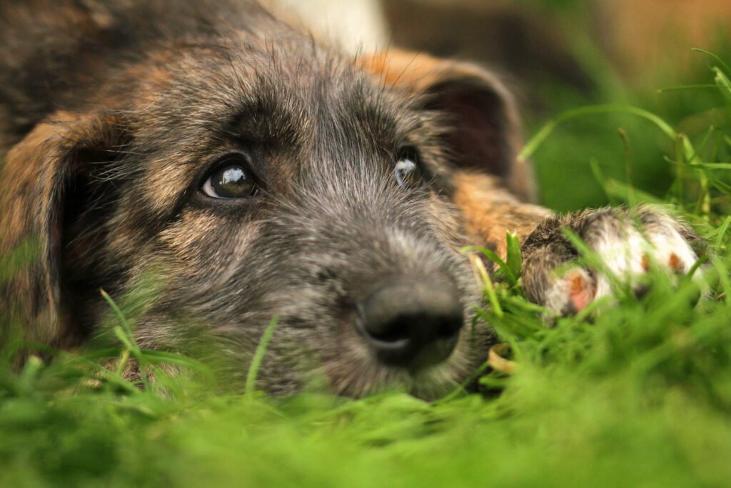 10 Incredible Examples of Animals Displaying Empathy and Compassion ...
